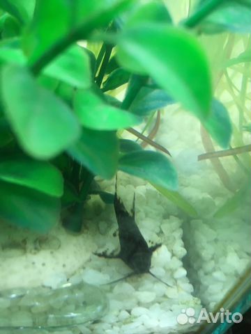 Сом синодонтис долматин