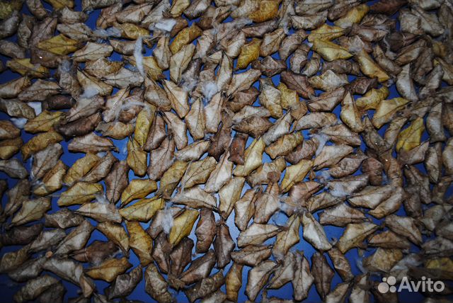 Продам куколок бабочки Caligo memnn