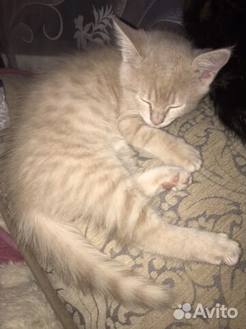 Котик