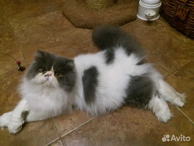 Персидский котик