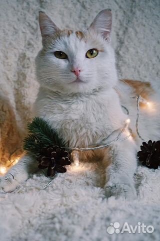 Кот (Томас)