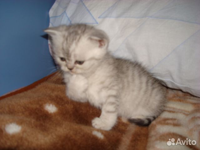 Шотландский котёнок