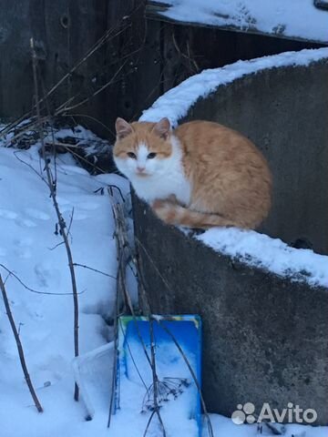 Помогите маленьким котятам выжить