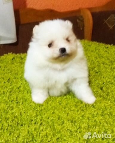 Шпицы цверги мишки