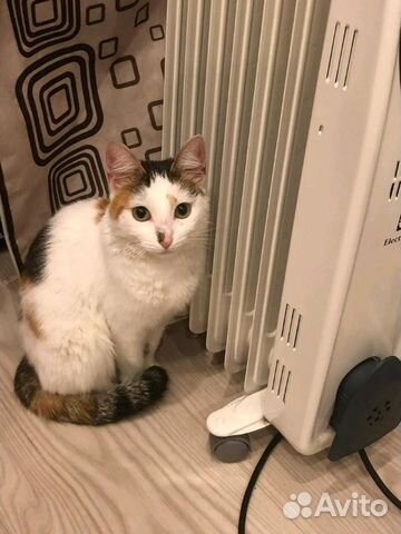 Котенок трехцветка Лулу 7мес стерилизованная