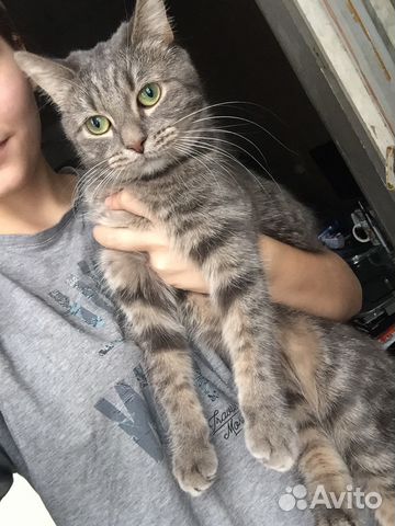 Милая кошечка