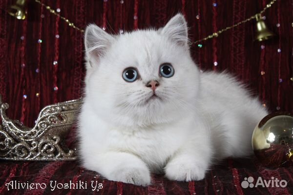 Британский синеглазый котик Йошики