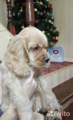 Щенок американского кокер спаниеля