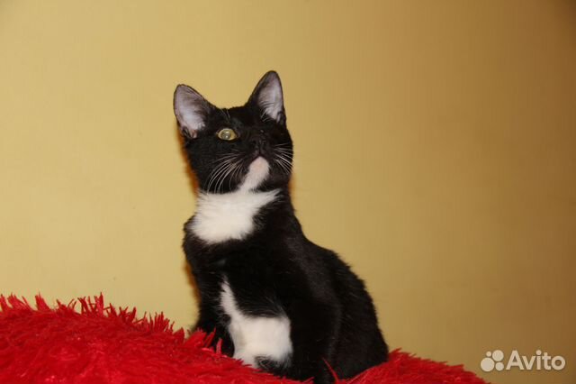 Котёнок Маркиз ищет дом
