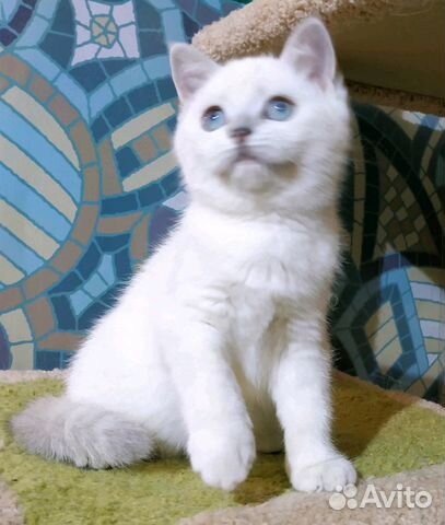 Британская шиншилла-принт