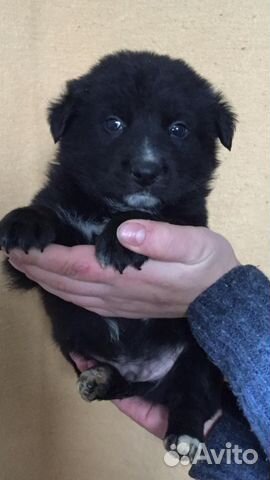 Отдам собаку щенка в добрые руки