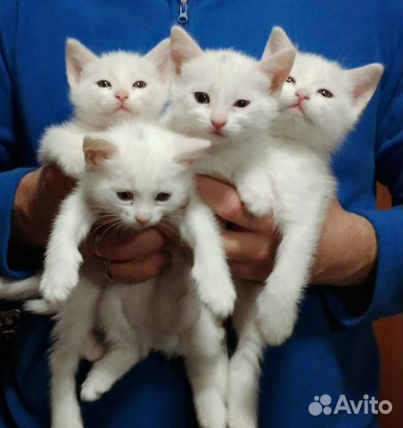 Отдаются котятя наполовину шотланские
