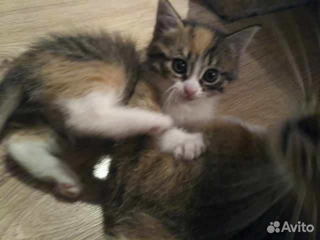 Отдам счастливую трёхцветную кошечку