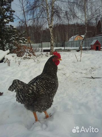 Петушок породы Плимутрок