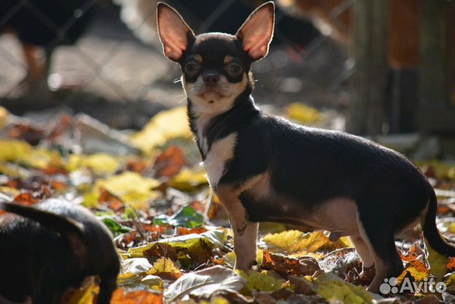 Шоколадный батончик