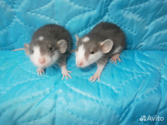 Крысята дамбо, стандарт - малыши, новые клетки