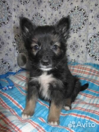 Щенки-счастливчики