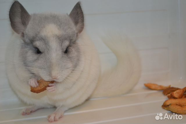 Шиншилла девочка белая эбони нсф 3 месяца