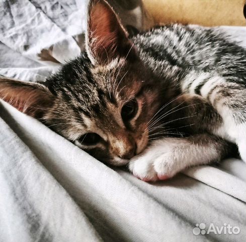 Котята в добрые руки осталось только три котенка