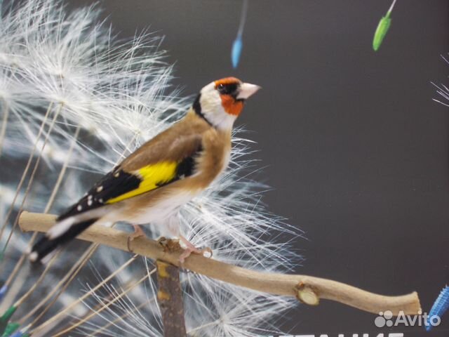 Щегол с доставкой по Омску