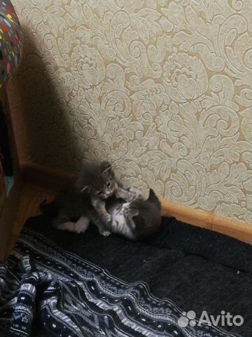 Отдам двух домашних котят