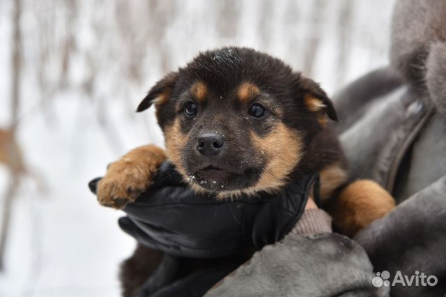 Щенки
