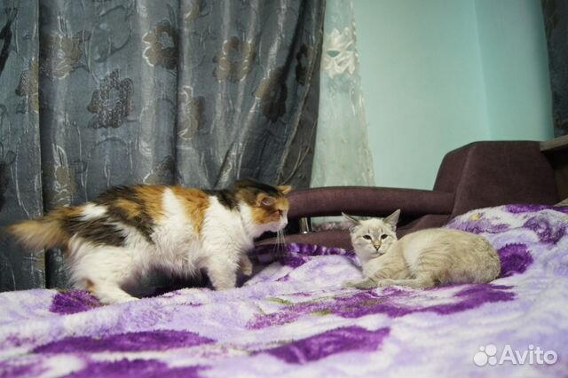 Кошка с коротким хвостиком