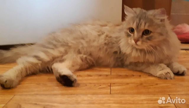 Шикарная кошечка