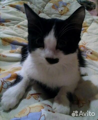 Кошечка. сердечко на носу