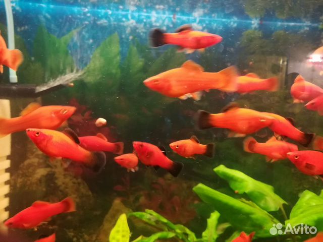 Рыбки меченосец