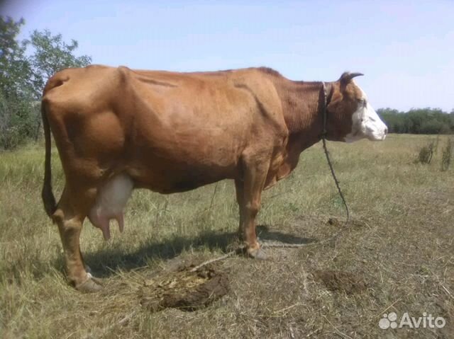 Продам коров