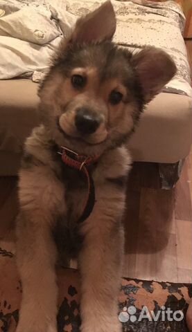 Щенок овчарки и шарпея