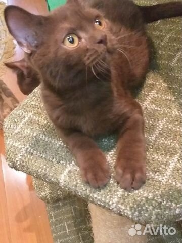 Шоколадные котята