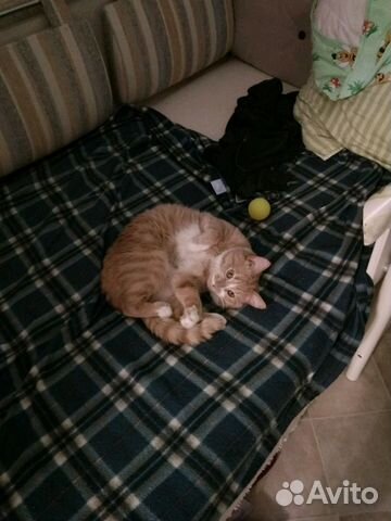 Молодой котик котёнок кот в добрые руки