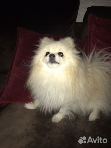 Шпиц для вязки