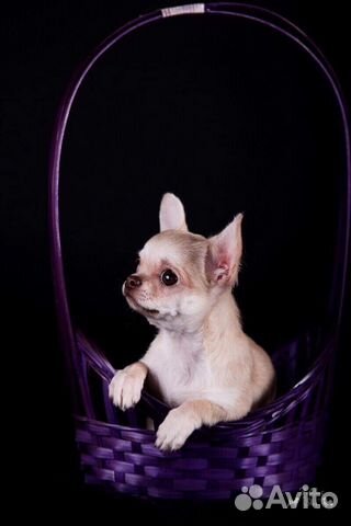 Чихуахуа миниатюрные собачки
