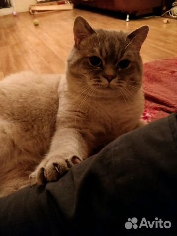 Кот британец, 2 года, отдадим в хорошие руки