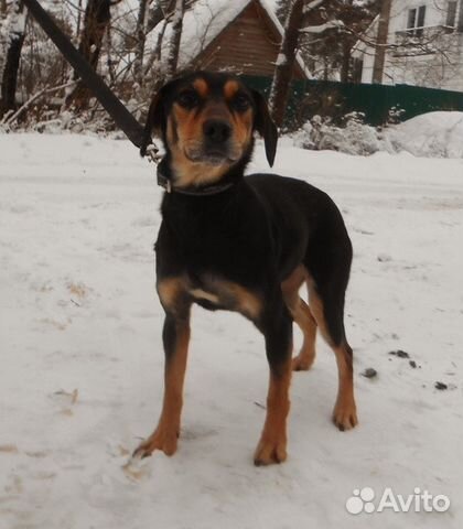 Ищет дом небольшая собачка Сонечка