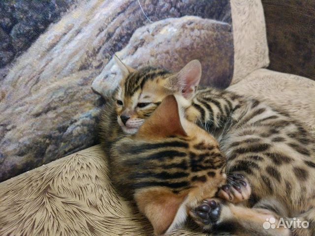 Котята бенгалы