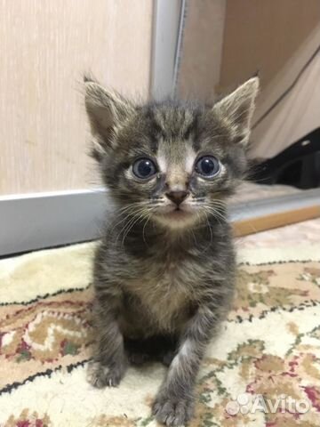 Кошечка 1.5 мес