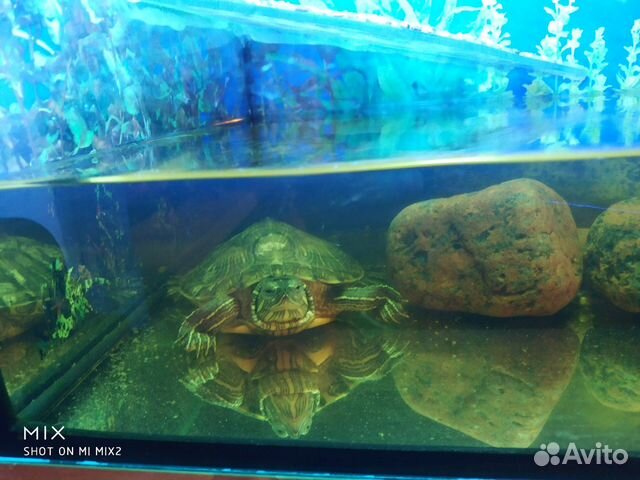 Красноухая черепашка