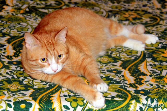 Чипс. Молодой активный и разговорчивый рыжик, 2-3