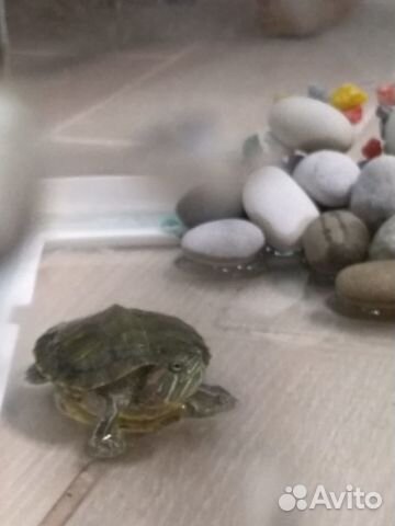 Черепаха