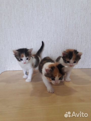 Поделюсь счастьем)