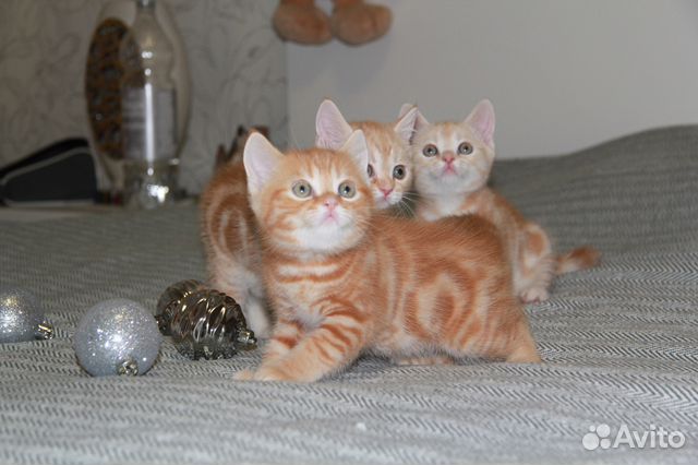 Три шотландских "рыжика"