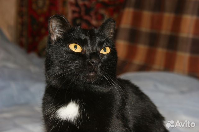 Кошечка Виола ищет дом