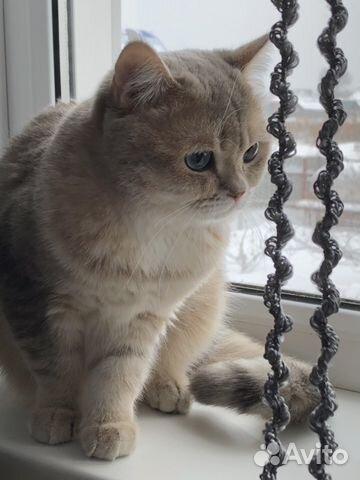 Кот для вязки британская шиншилла