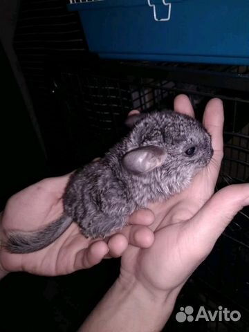 Шиншиллы 1 месяц