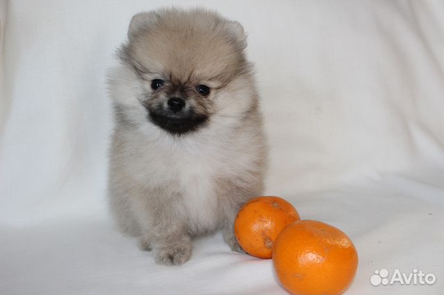 Милые очаровашки шпицули