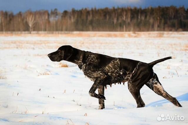 Щенки курцхаара